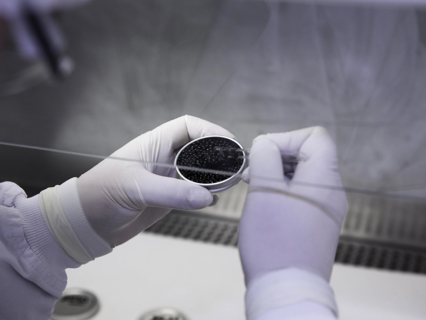 La sélection, maître mot du savoir-faire Sturia | Caviar Sturia